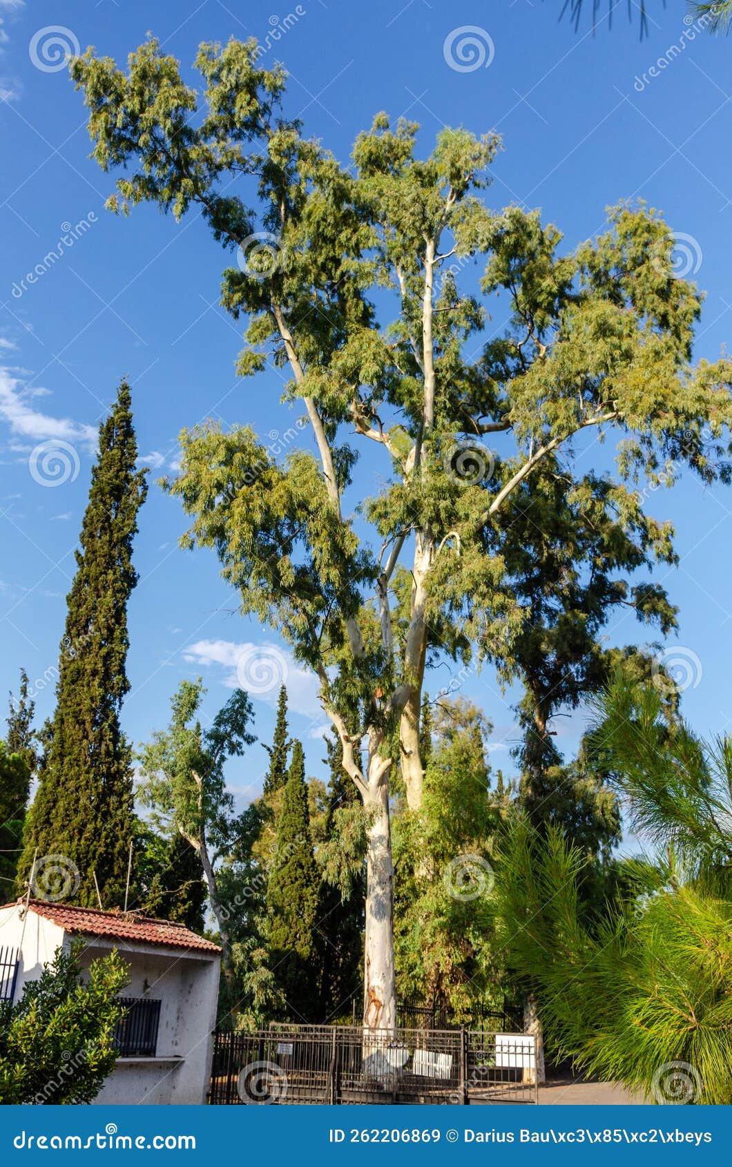 An Impressive, Tall Plane Tree Growing in Athens Stock Image - Image of ...