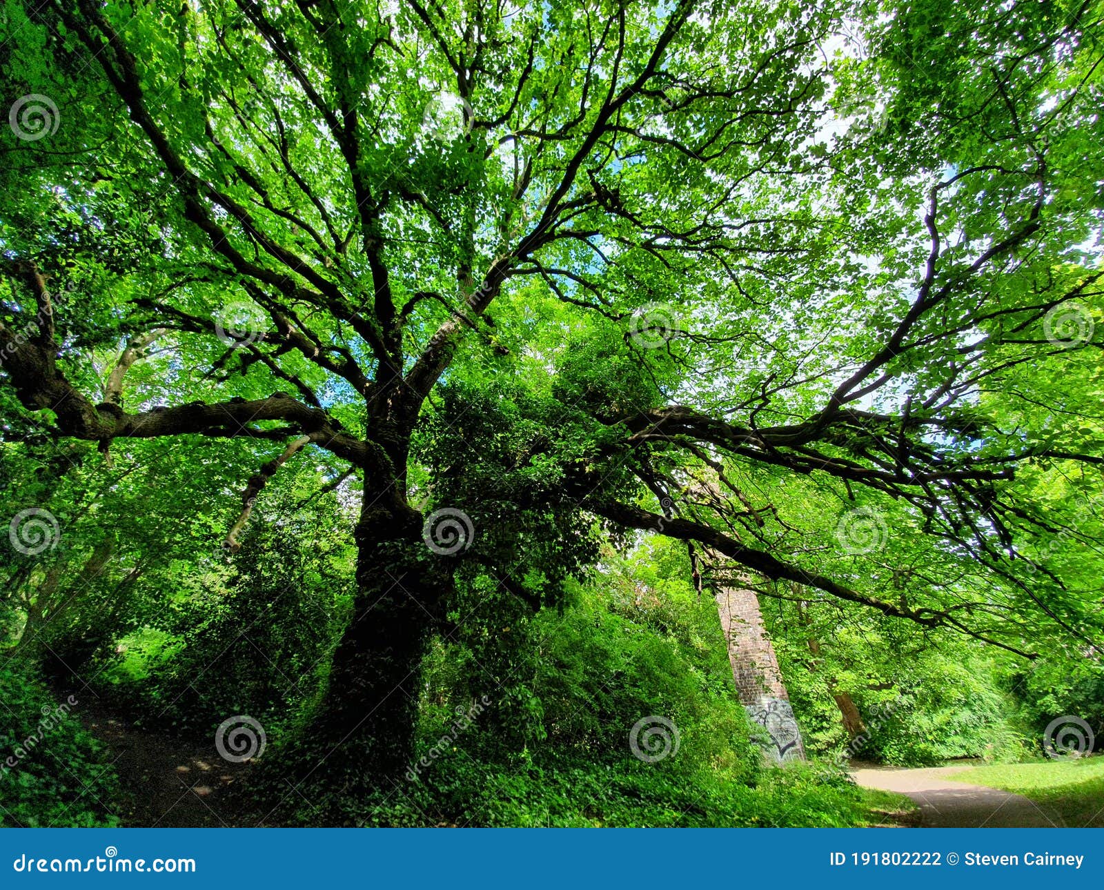 Impressive Towering Tree stock photo. Image of scotland - 191802222