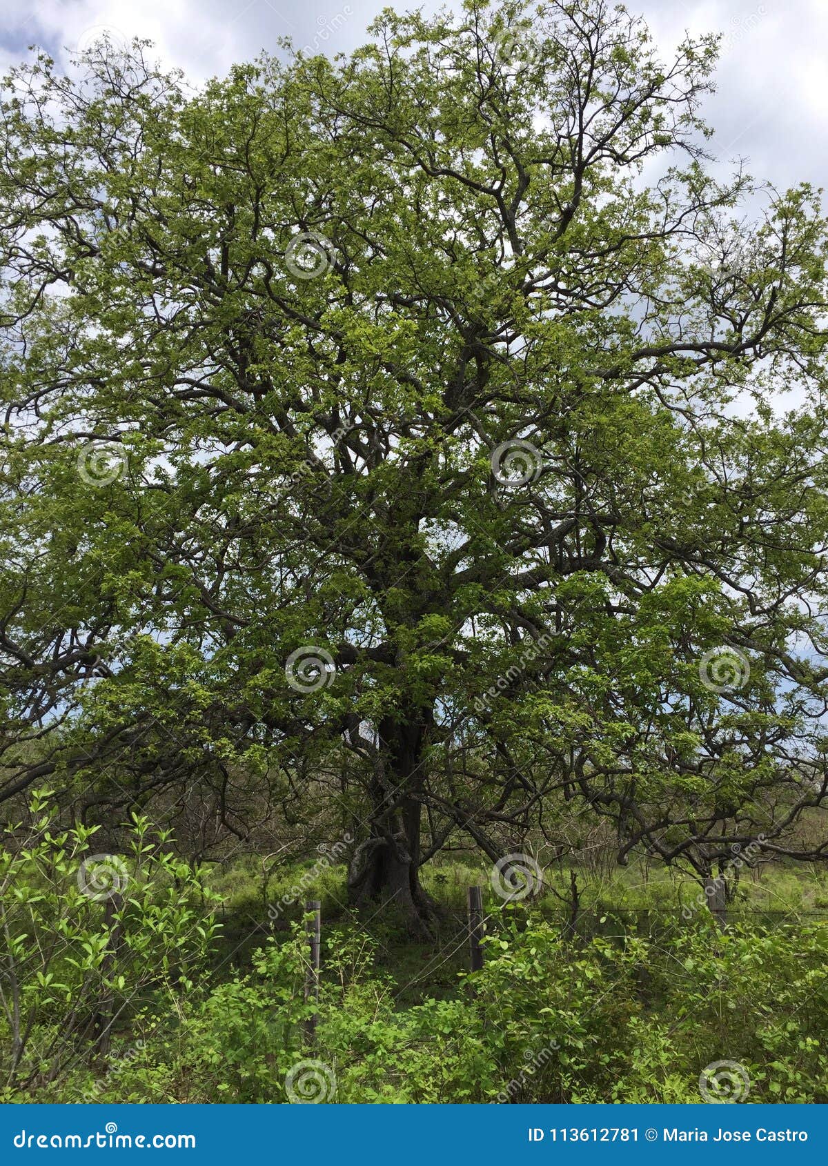 Impressive Tree Roots In A Temperate Rain Forest Royalty-Free Stock ...