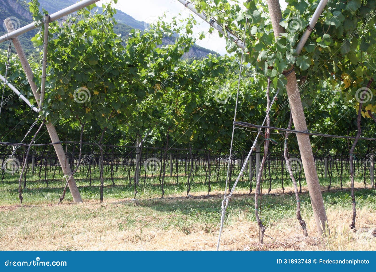 Impressive Vineyard Grape Growing and Wine Production Stock Photo ...