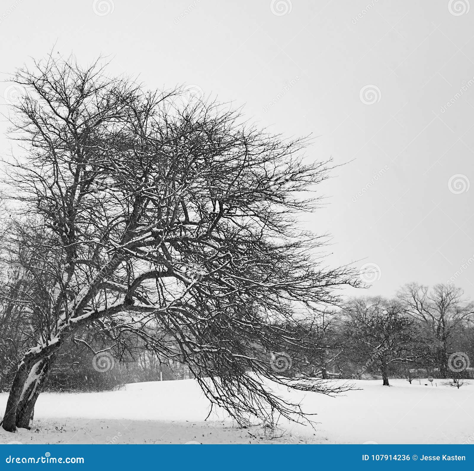 Impressive Winter Tree Bending Down Stock Photo - Image of snow ...