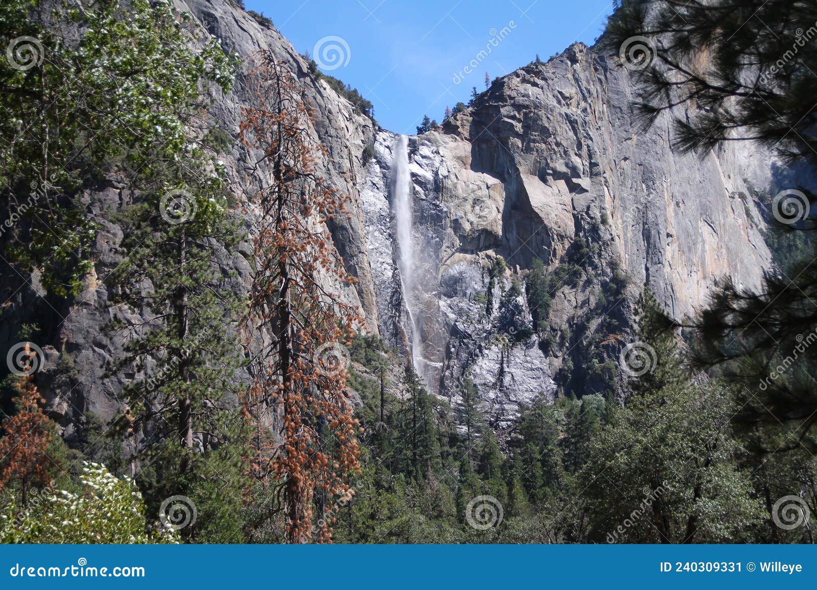 The Impressive Yosemite Falls with a Sick Pine Tree Stock Image - Image ...