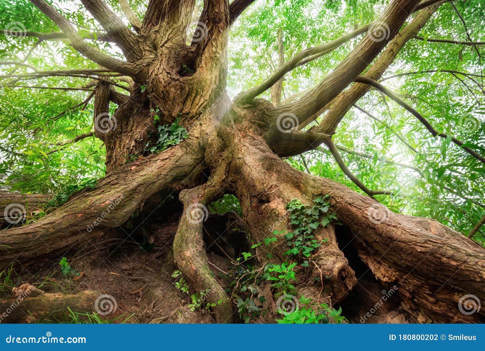 Impressively Shaped Tree Trunk and Roots Stock Photo - Image of ...