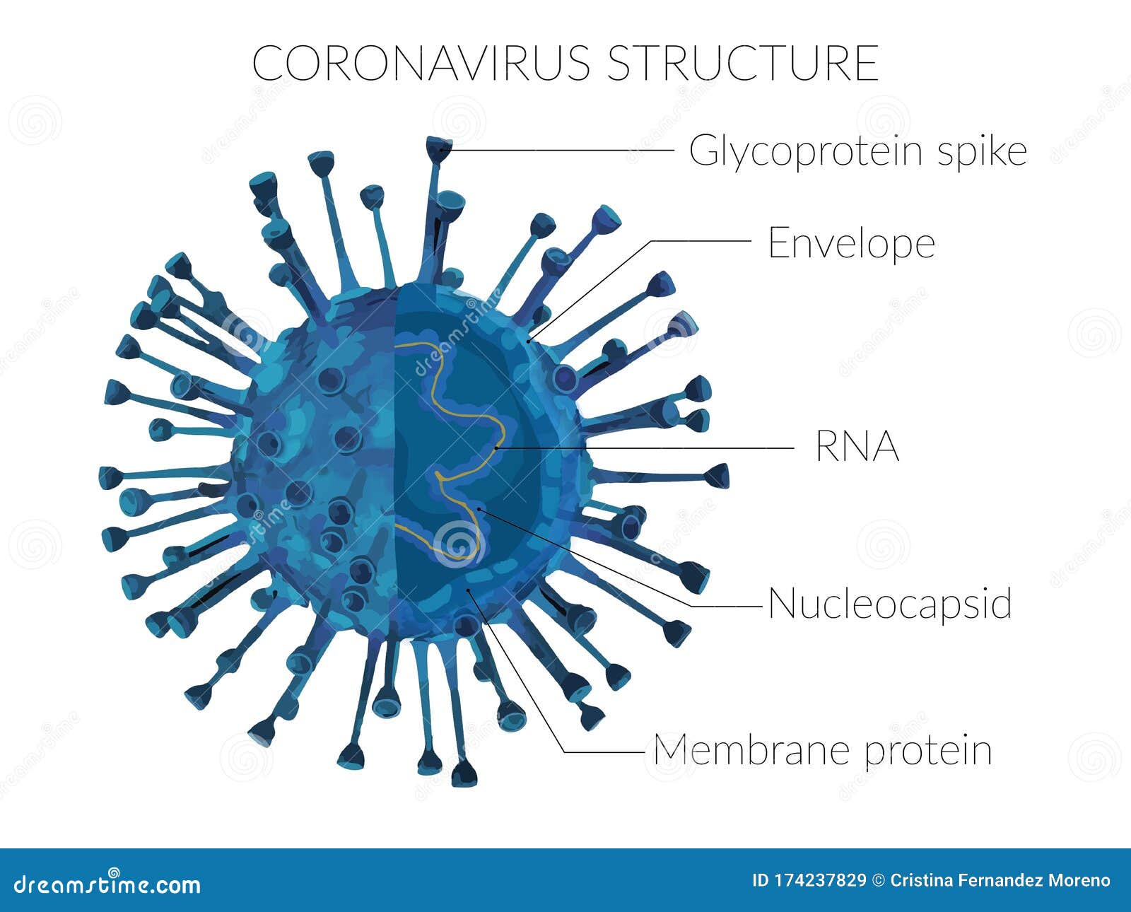 Coronavirus Structure Virus Molecular Protein Membrane Stock ...