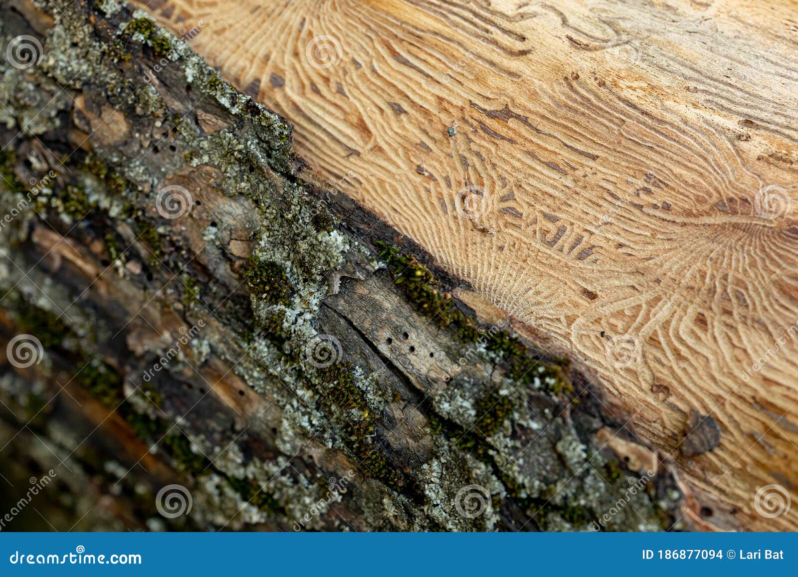 The Imprint of the Bark Beetle Under the Bark of the Tree. Pattern on ...