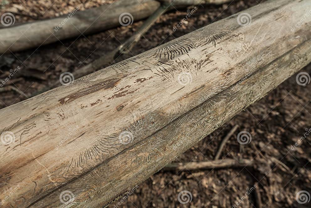 Imprint of the Bark Beetle Under the Bark of the Tree. Trunk of the ...