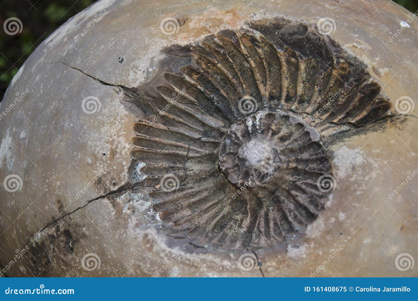 Imprint Fossil of an Ammonite Ammonoidea Stock Image - Image of natural ... Imprint Fossil of an Ammonite Ammonoidea Stock Image - Image of natural ...