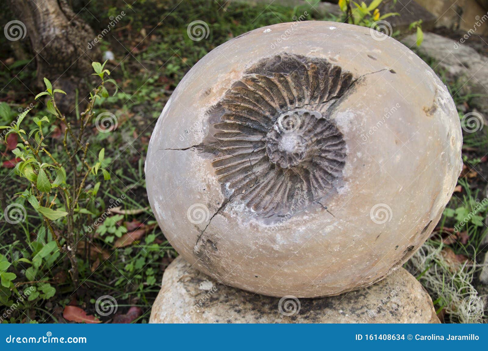 Imprint Fossil of an Ammonite Ammonoidea Stock Photo - Image of ... Imprint Fossil of an Ammonite Ammonoidea Stock Photo - Image of ...
