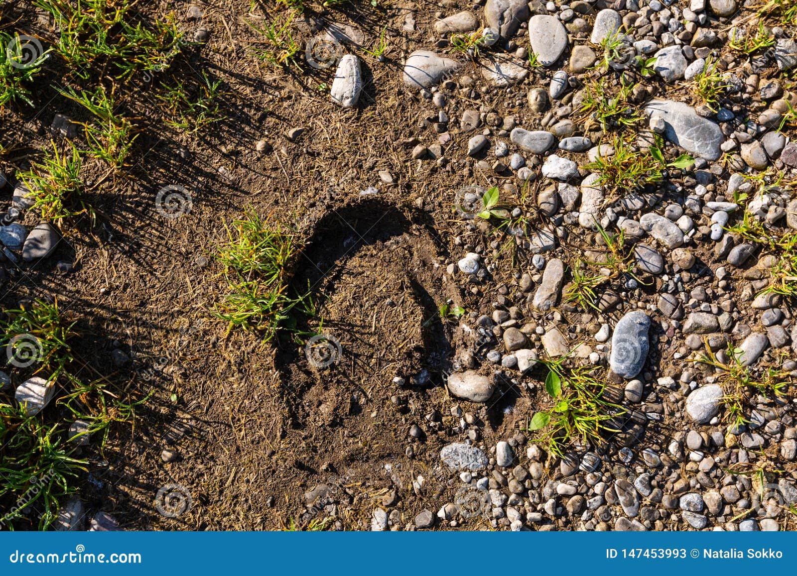 Imprint Horseshoe on the Ground Stock Image - Image of path, sand ...