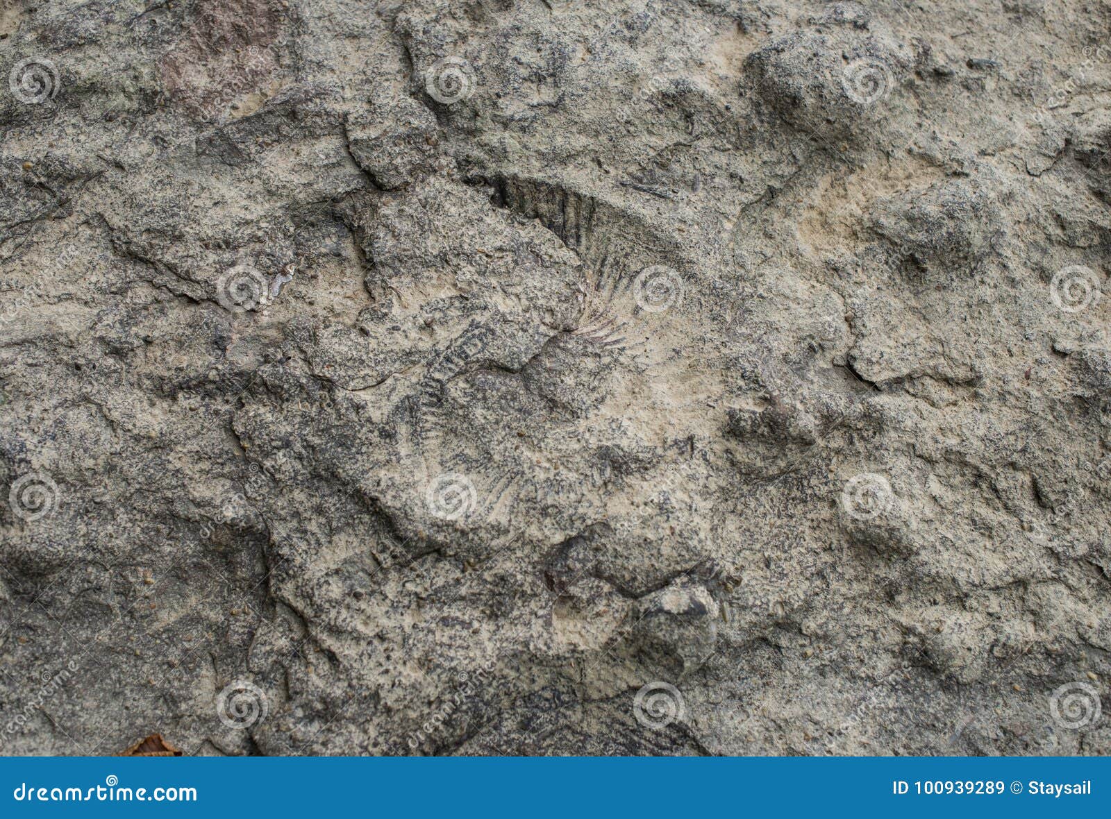 The Imprint of a Large Shell. the Print of Ammonite on the Rock Stock ...