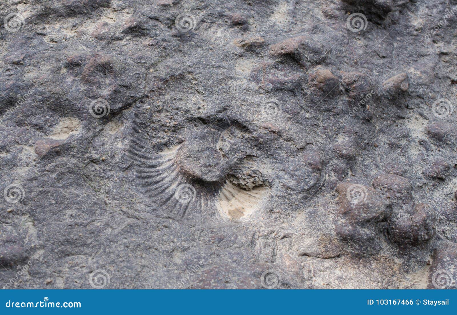 The Imprint of a Large Shell. the Print of Ammonite on the Rock Stock ...