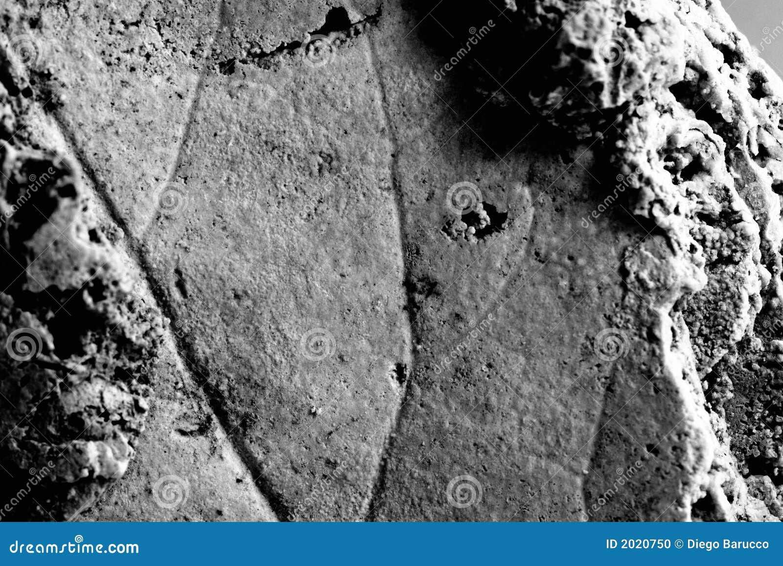 Imprint of leaf fossil stock photo. Image of geology, paleontology ...