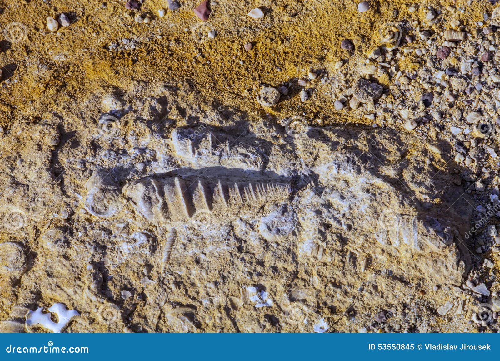 Imprint Mesozoic Rock Shellfish in Paracas, Peru Stock Image - Image of ...
