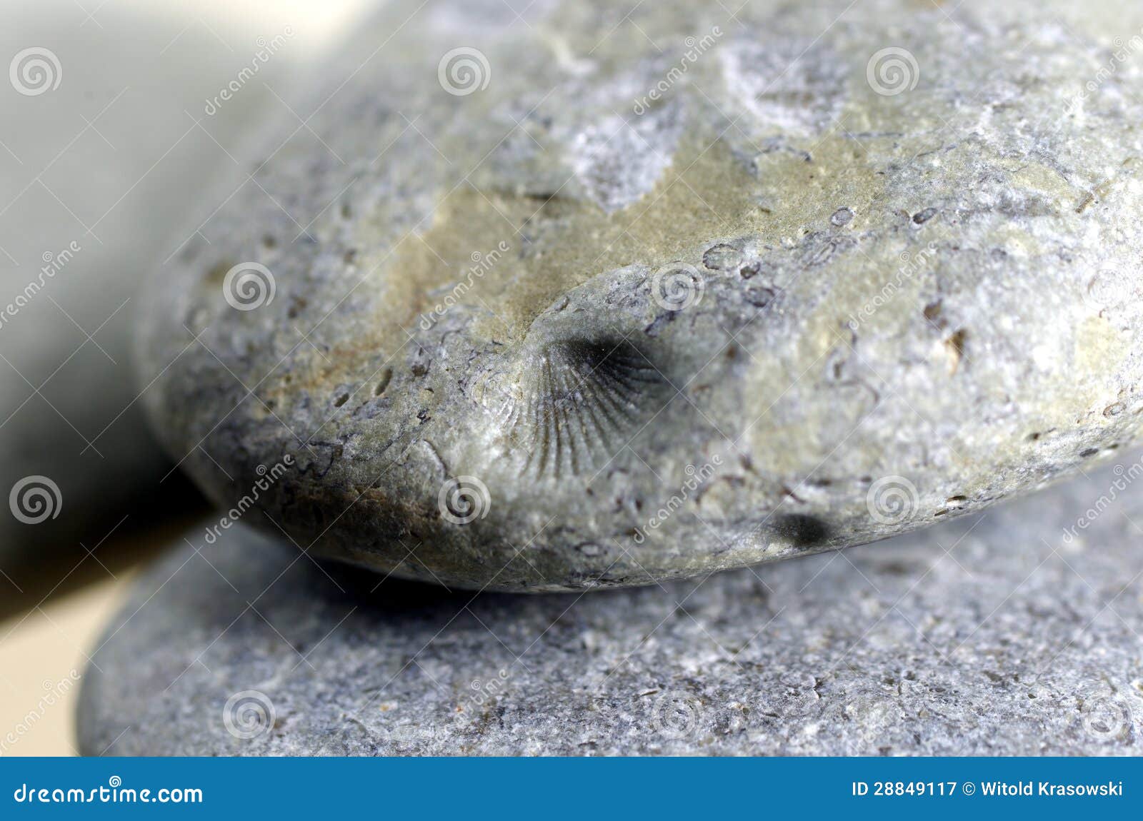Imprint of shell stock image. Image of extinct, ancient - 28849117