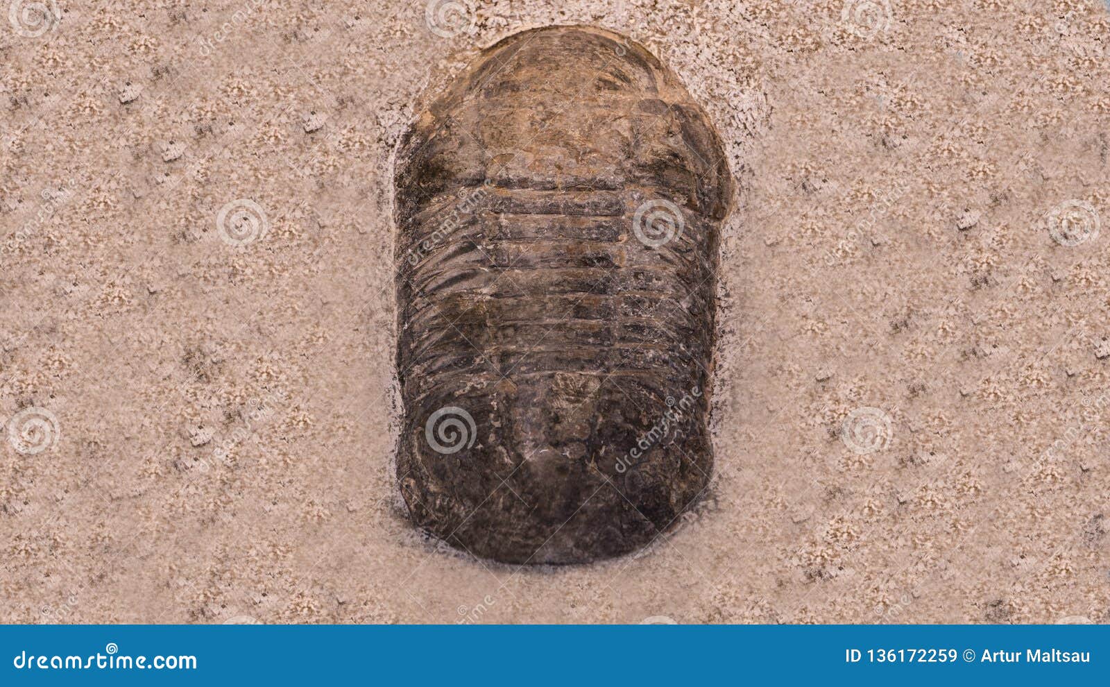 Fossil Trilobites Imprinted In The Sediment Pattern. 4 Billion Year Old ... Fossil Trilobites Imprinted In The Sediment Pattern. 4 Billion Year Old ...