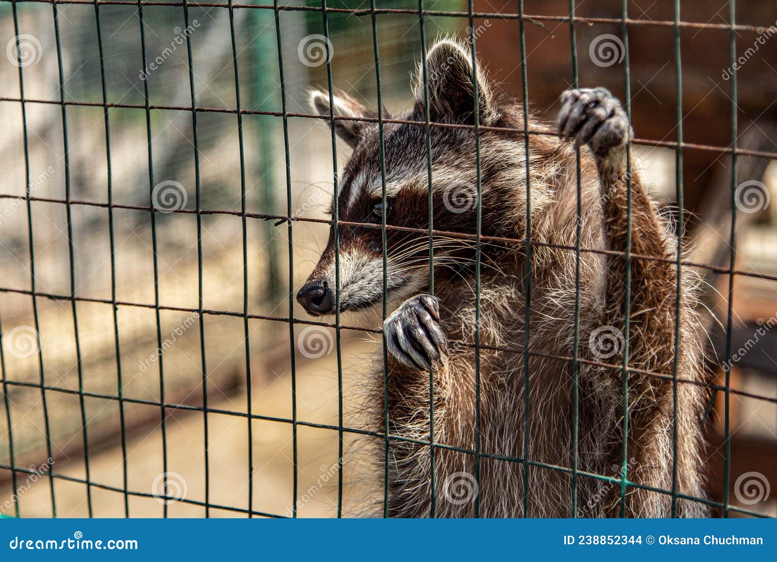 Imprisoned Raccoon Behind Bars In Prison. AI Generated. Royalty-Free ...