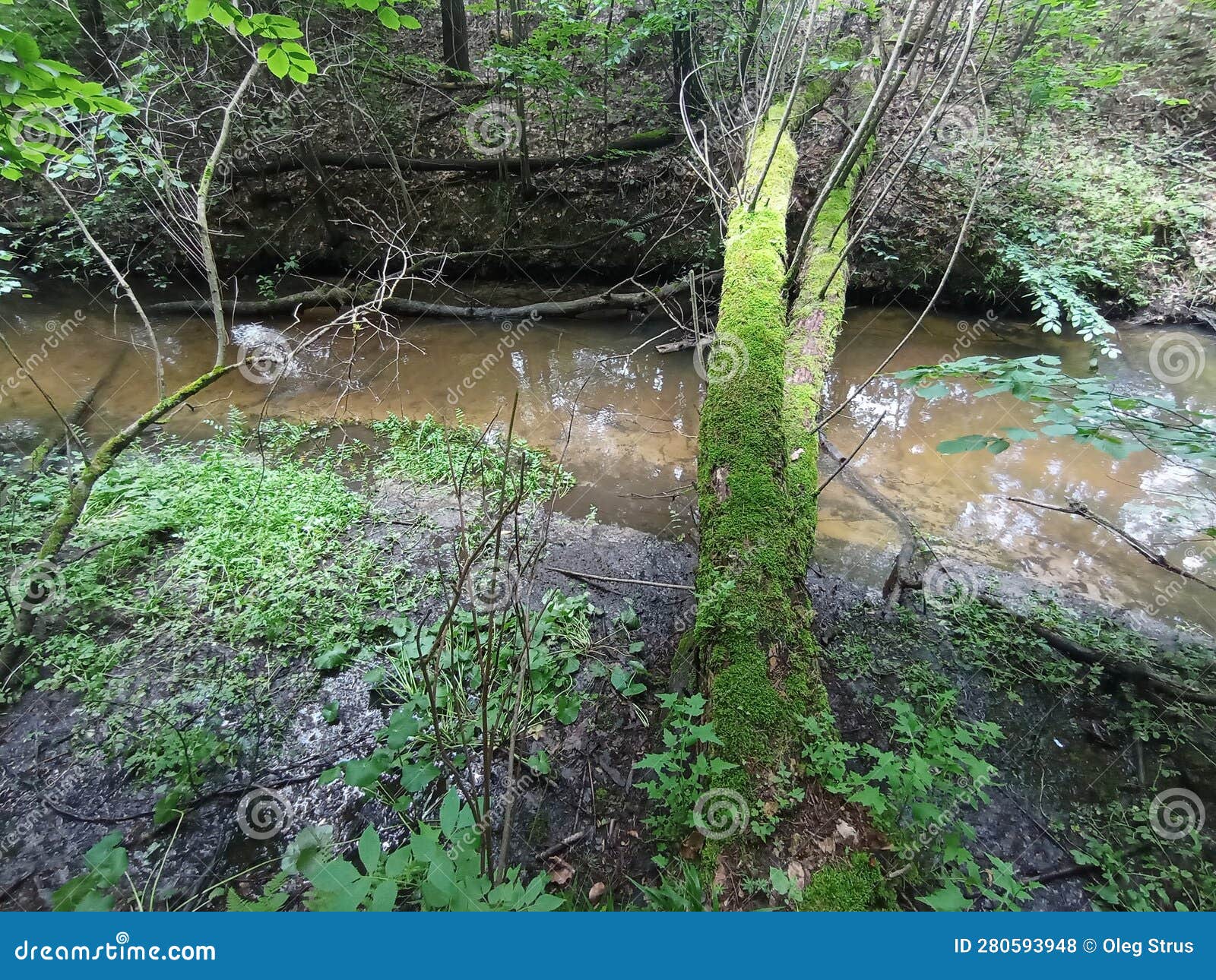 An Impromptu Stream Crossing. a Tree that Made a Crossing by Its Fall ...