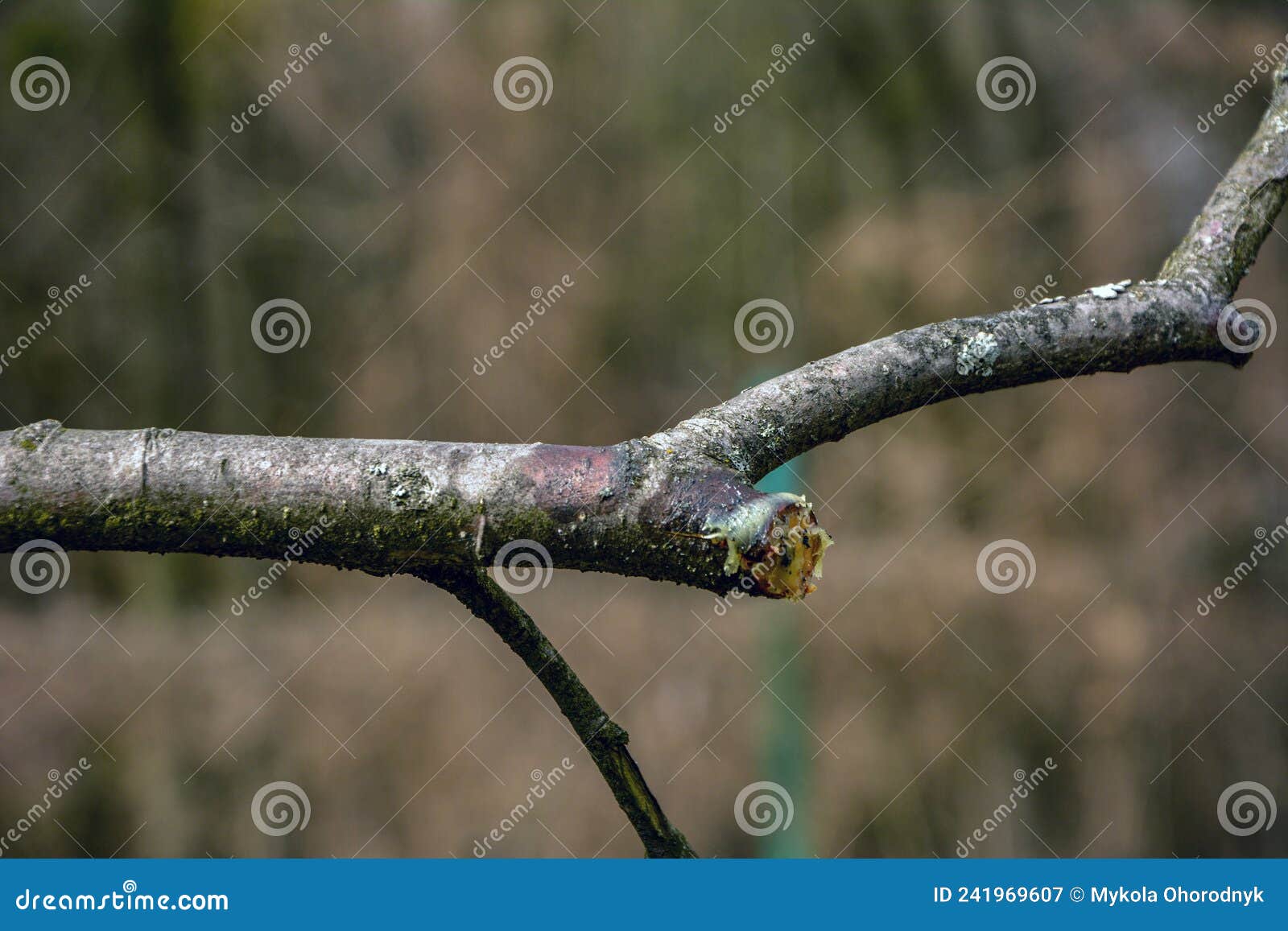 Improper Pruning of Trees Using Heading Cuts Stock Image - Image of ...