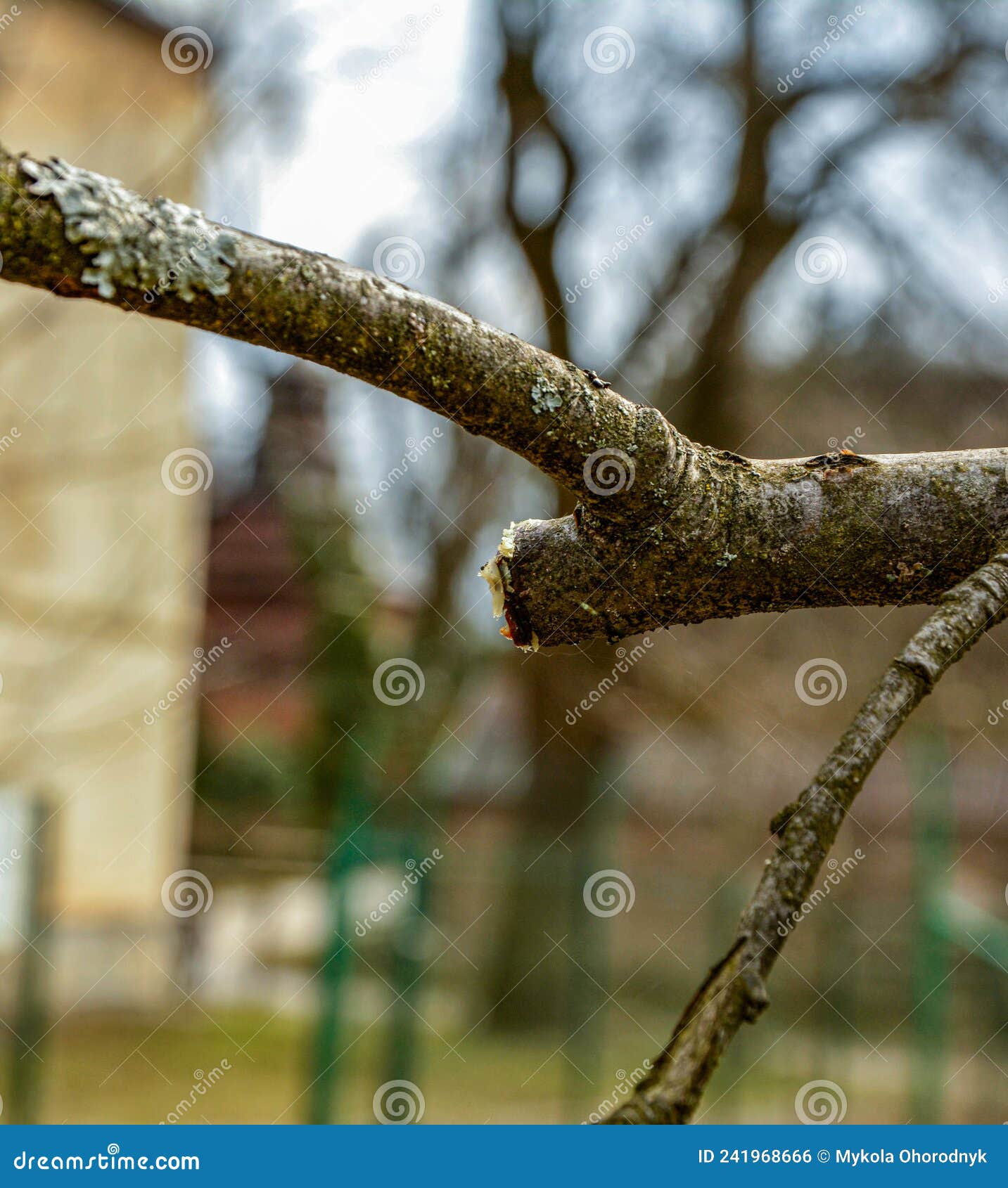Improper Pruning of Trees Using Heading Cuts Stock Photo - Image of ...