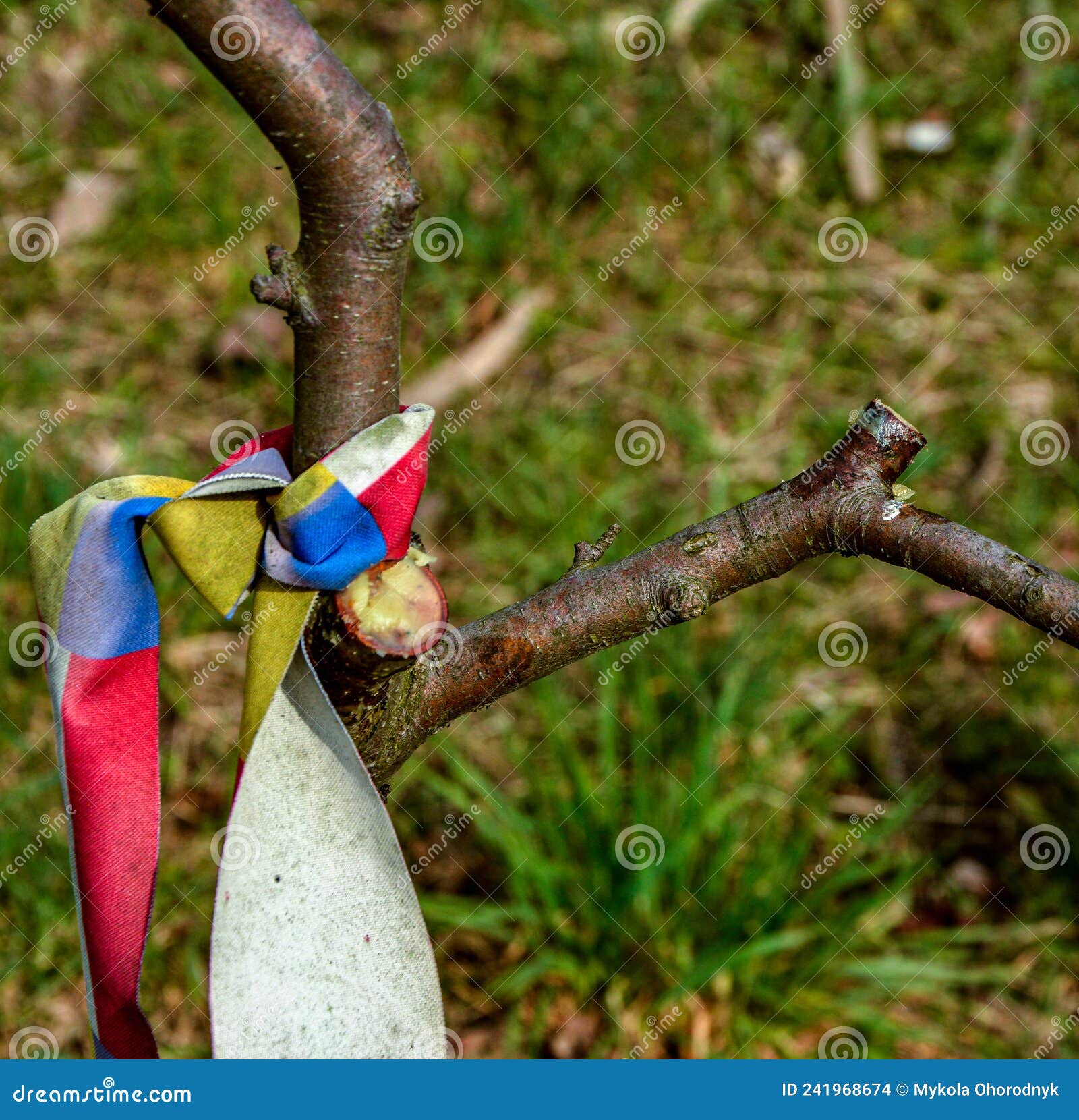 Improper Pruning of Trees Using Heading Cuts Stock Photo - Image of ...