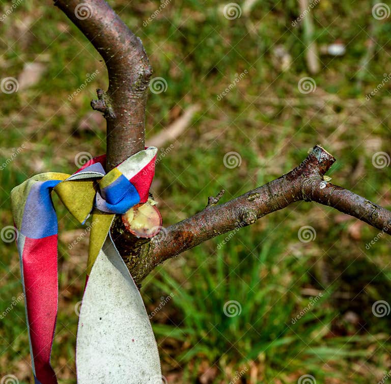 Improper Pruning of Trees Using Heading Cuts Stock Photo - Image of ...