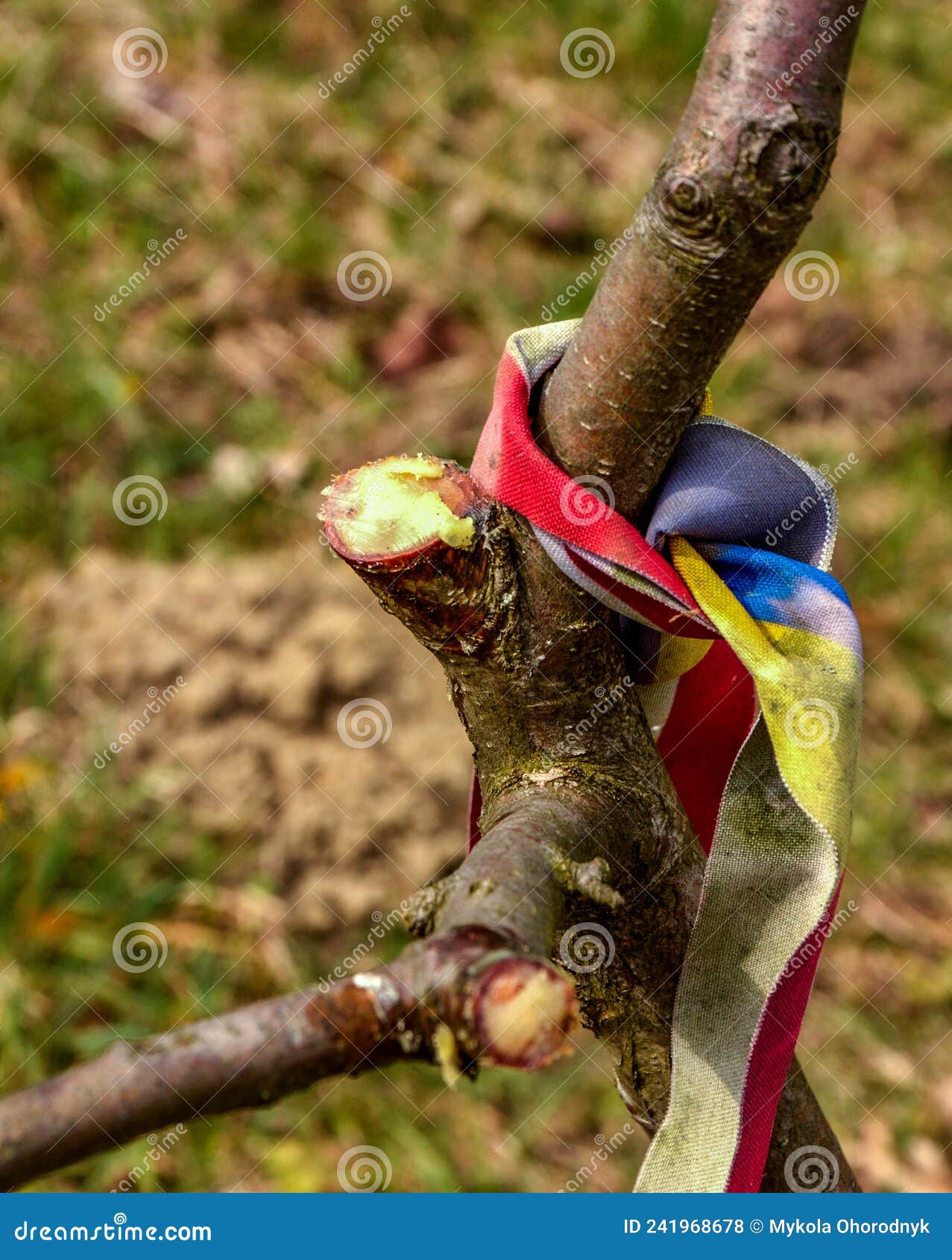 Improper Pruning of Trees Using Heading Cuts Stock Photo - Image of ...
