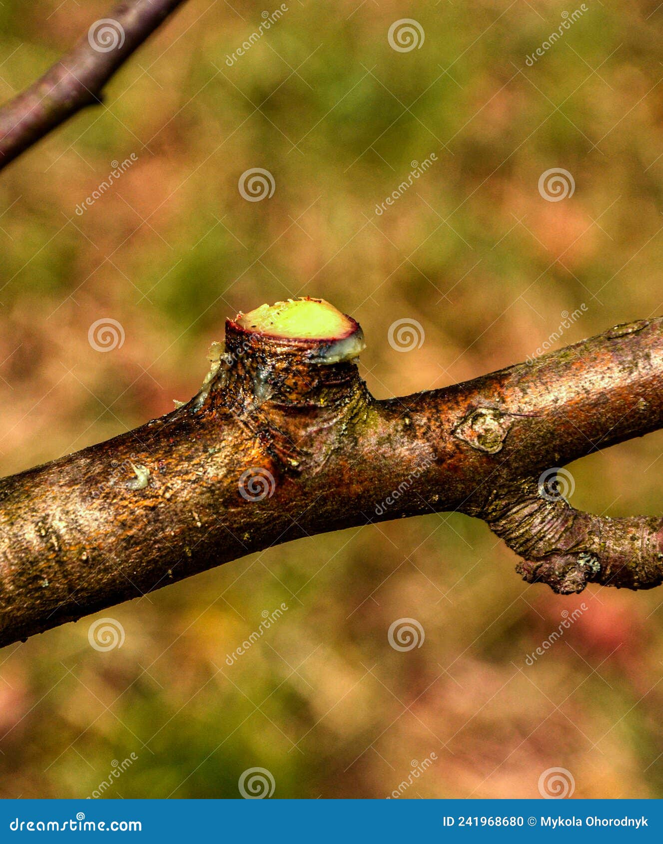 Improper Pruning of Trees Using Heading Cuts Stock Photo - Image of ...