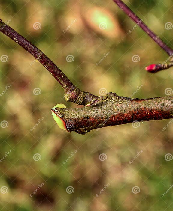 Improper Pruning of Trees Using Heading Cuts Stock Image - Image of ...