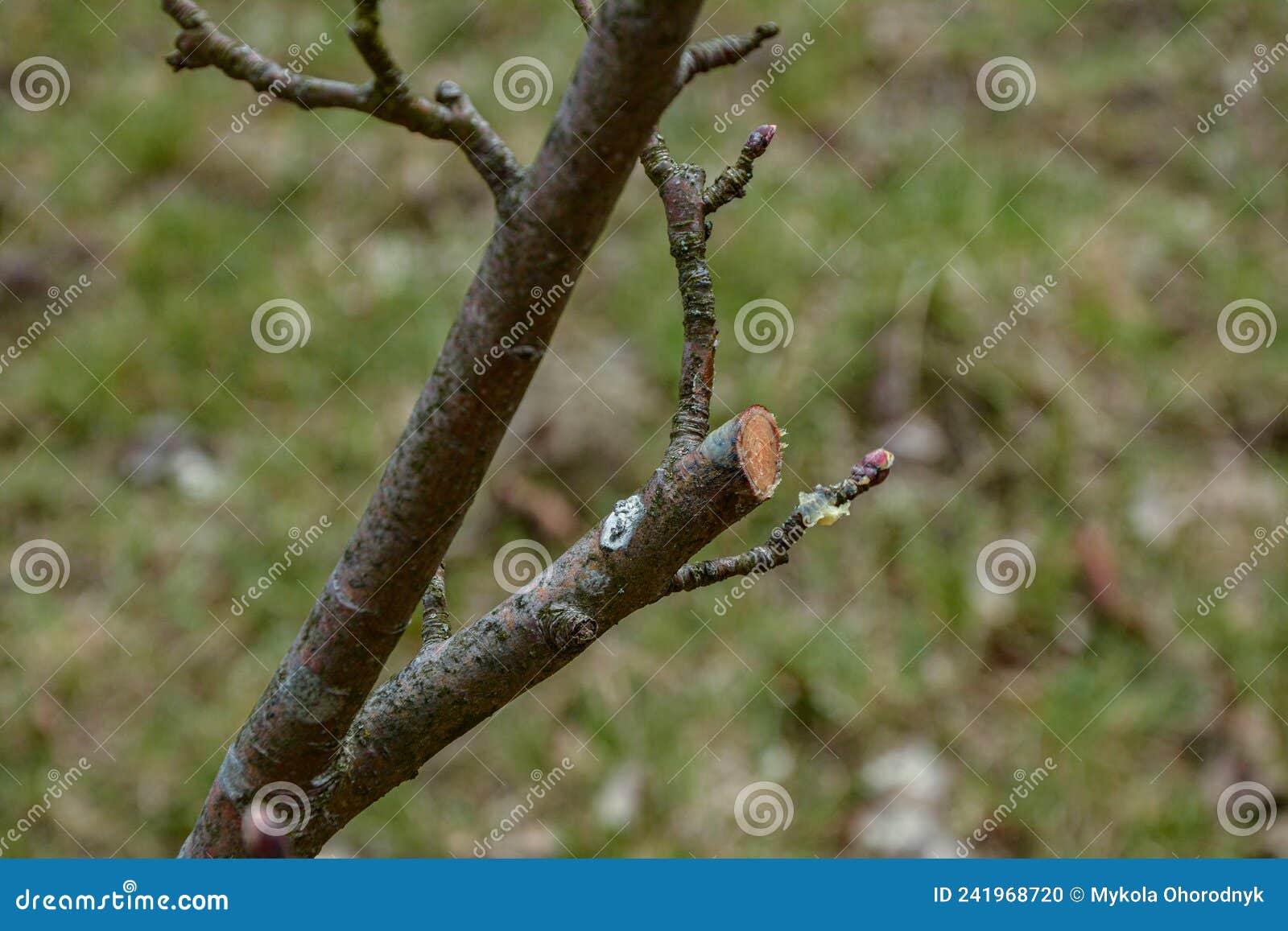 Improper Pruning of Trees Using Heading Cuts Stock Photo - Image of ...