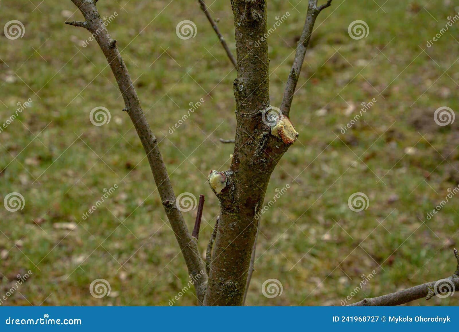 Improper Pruning of Trees Using Heading Cuts Stock Image - Image of ...