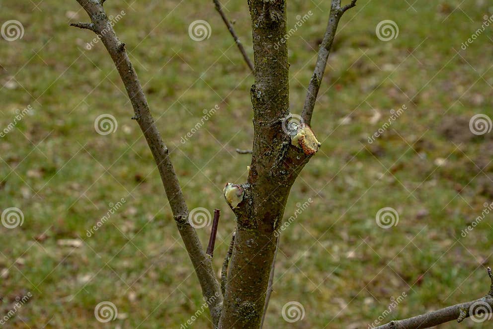 Improper Pruning of Trees Using Heading Cuts Stock Image - Image of ...
