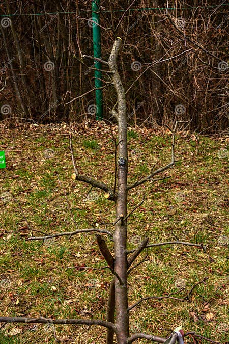 Improper Pruning of Trees Using Heading Cuts Stock Image - Image of ...