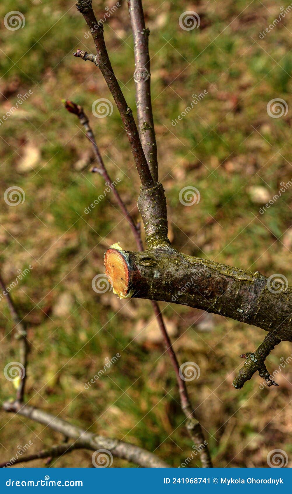 Improper Pruning of Trees Using Heading Cuts Stock Image - Image of ...