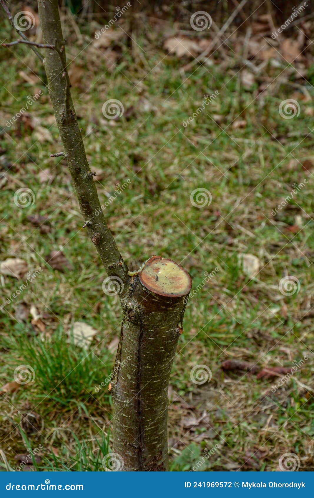 Improper Pruning of Trees Using Heading Cuts Stock Photo - Image of ...