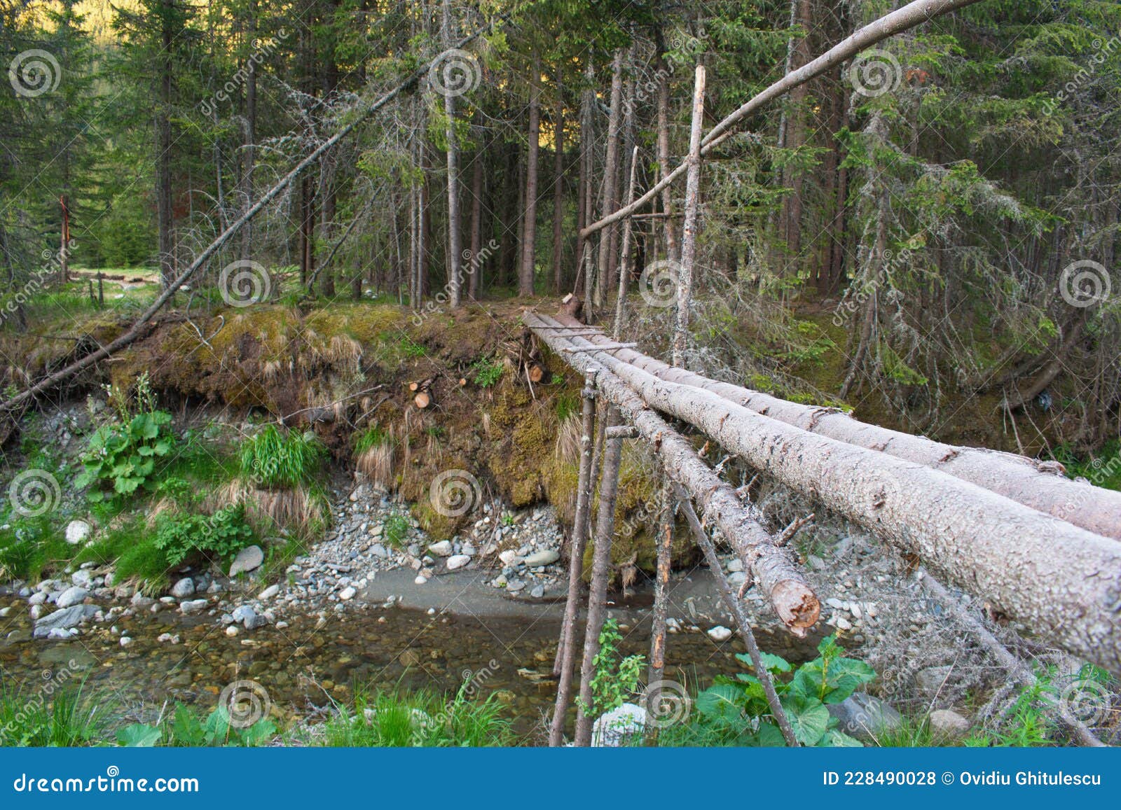 Improvised Bridge from Logs Over the River Stock Photo - Image of ...