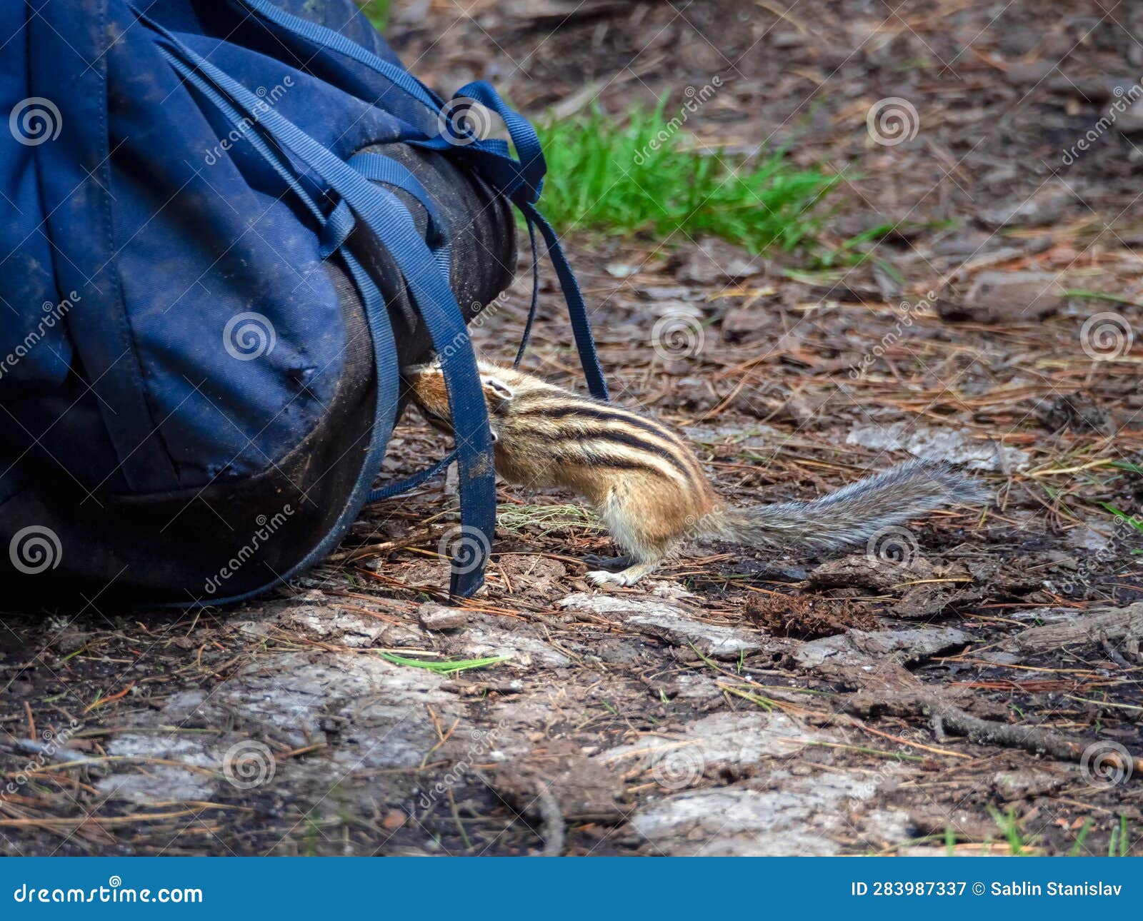 An Impudent and Curious Chipmunk is Gnawing on a Tourist Backpack in ...