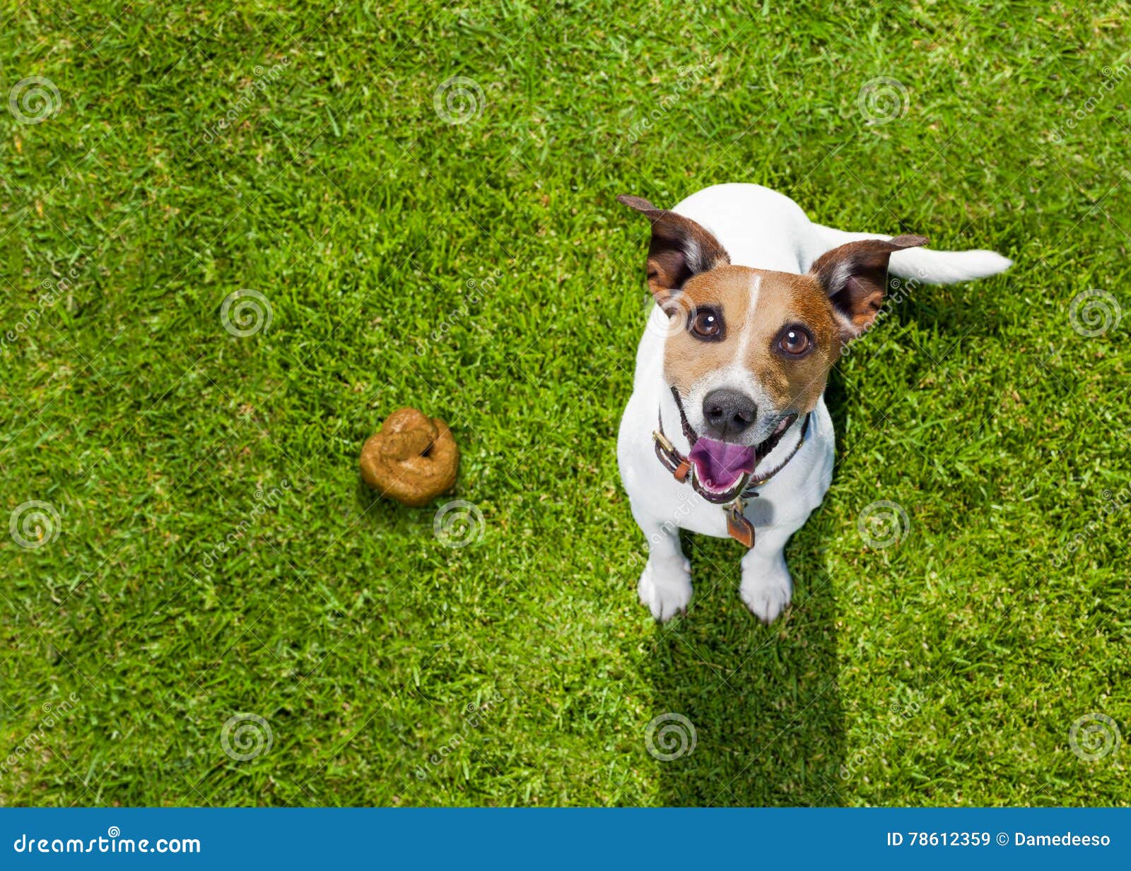 Impulso Del Perro En Hierba En Parque Imagen de archivo - Imagen de ...