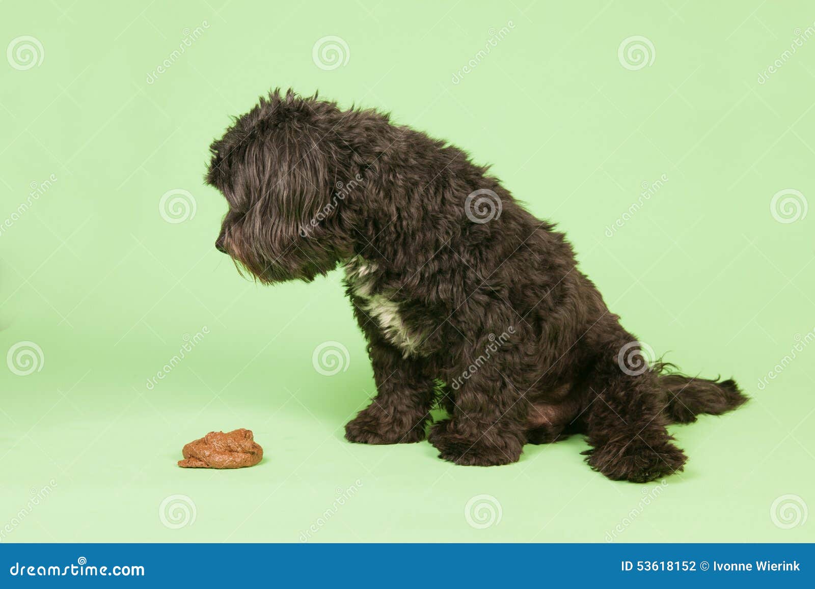 Impure dog stock photo. Image of terrier, studio, long - 53618152