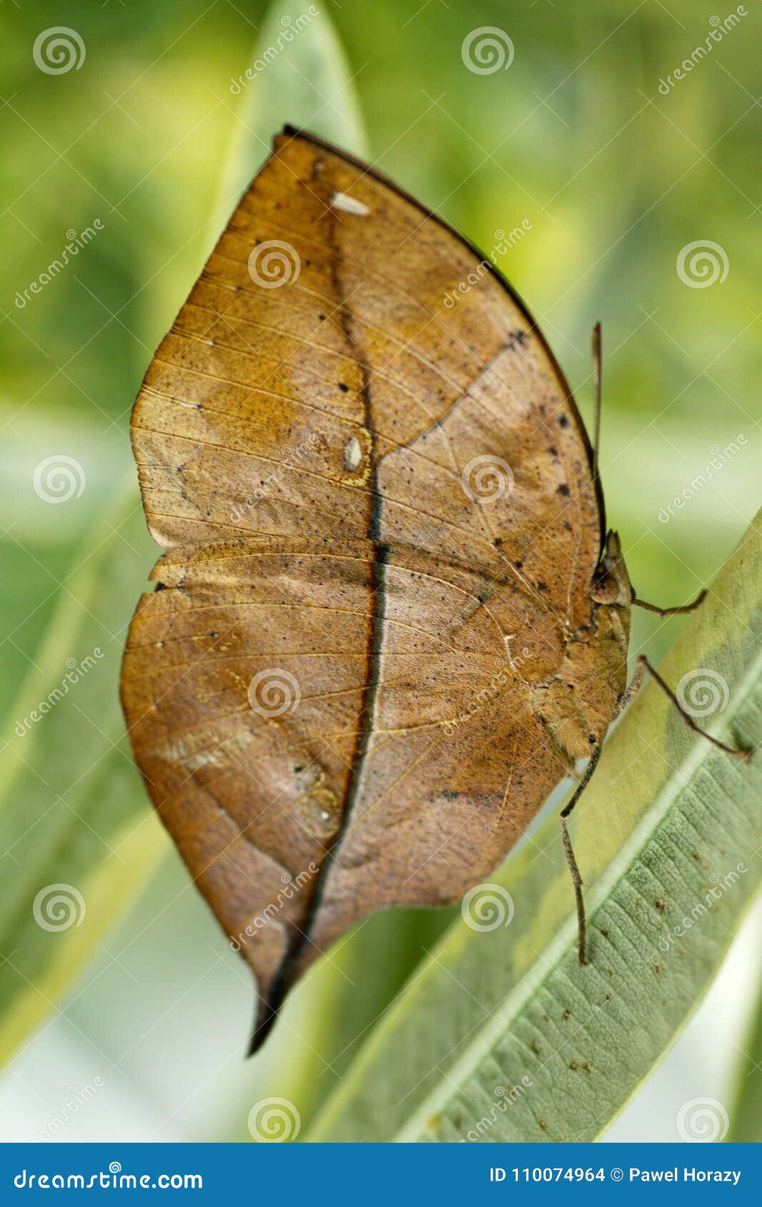 Inachos de Kallima foto de archivo. Imagen de cierre - 110074964