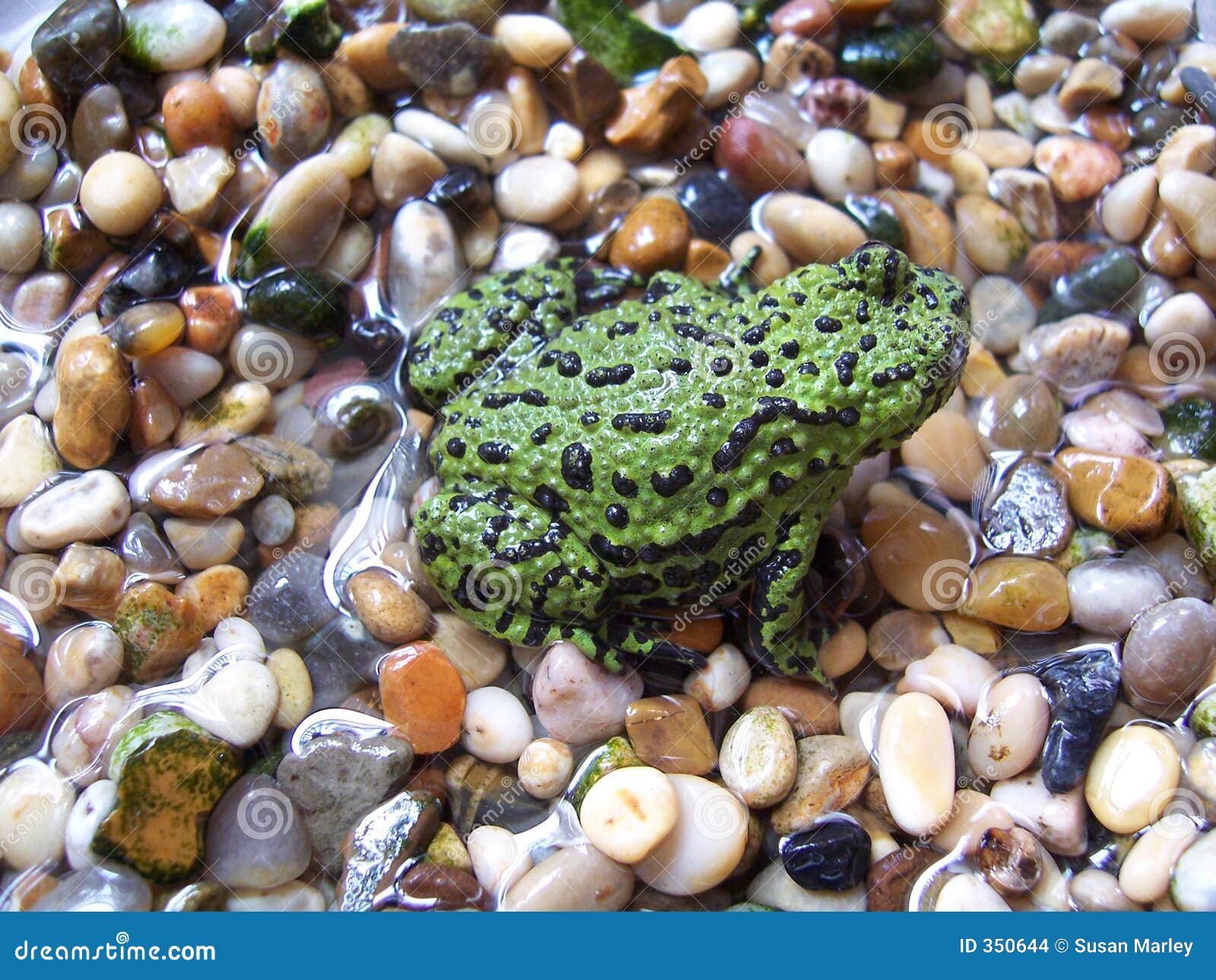 Incêndio Oriental Sapo Inchado Foto de Stock - Imagem de cascalho ...