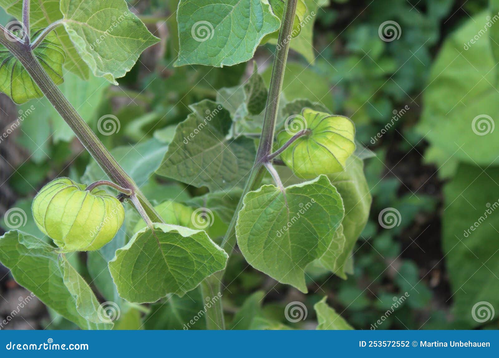 Incaberry Stock Photos - Free & Royalty-Free Stock Photos from Dreamstime