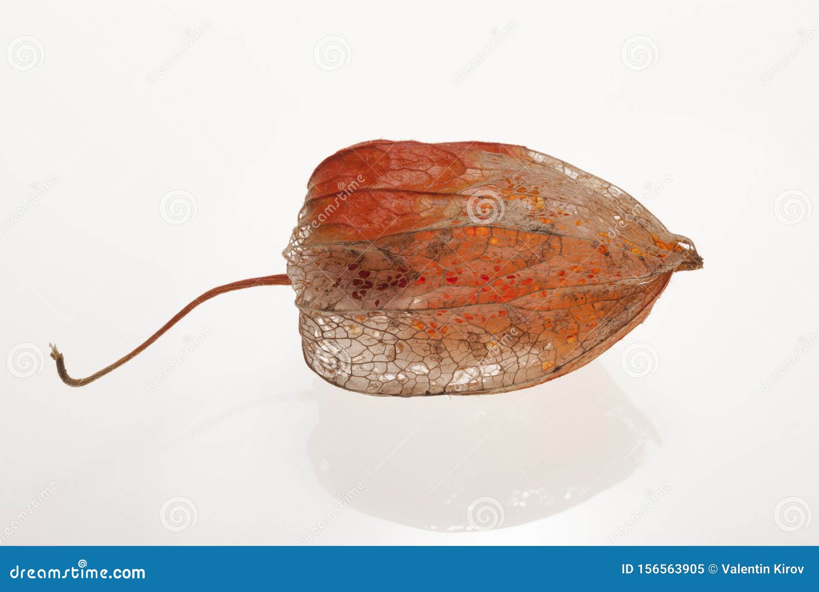 Inca Berry Fruit Isolated on White Background.Physalis Stock Image ...