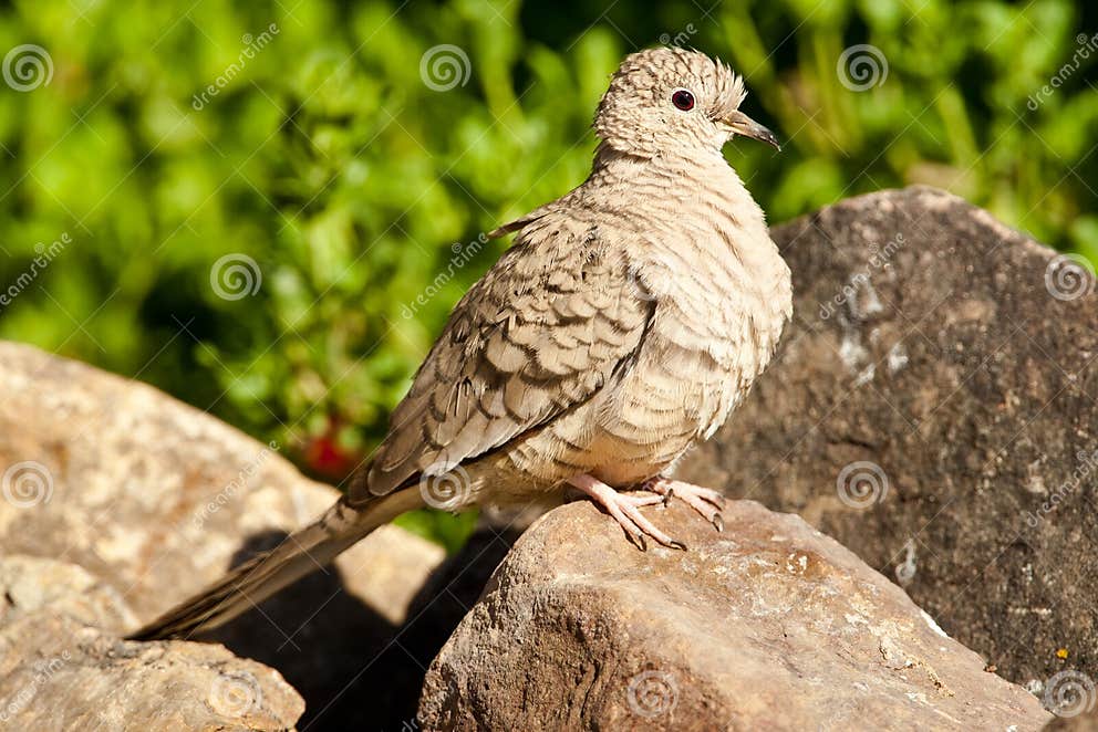 Inca Dove stock image. Image of rock, inca, perch, look - 24341527
