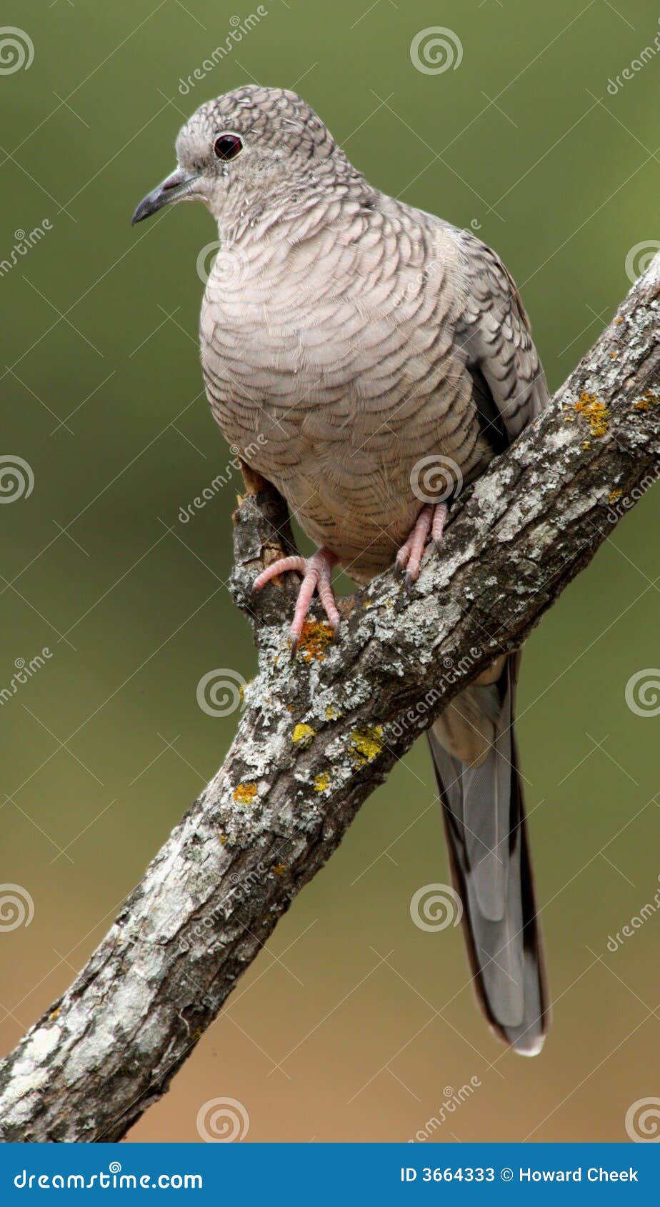 Inca Dove stock image. Image of animal, inca, scaly, tortolita - 3664333