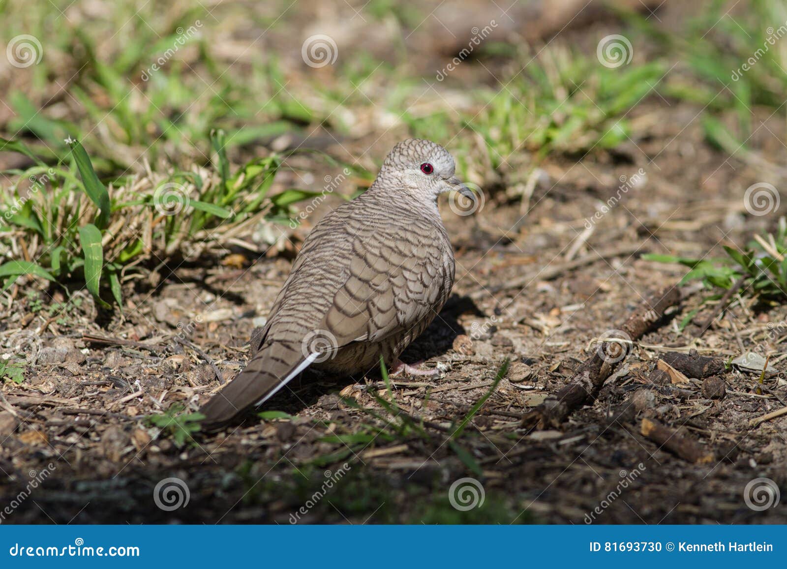 Inca Dove stock photo. Image of inca, song, bird, wildlife - 81693730