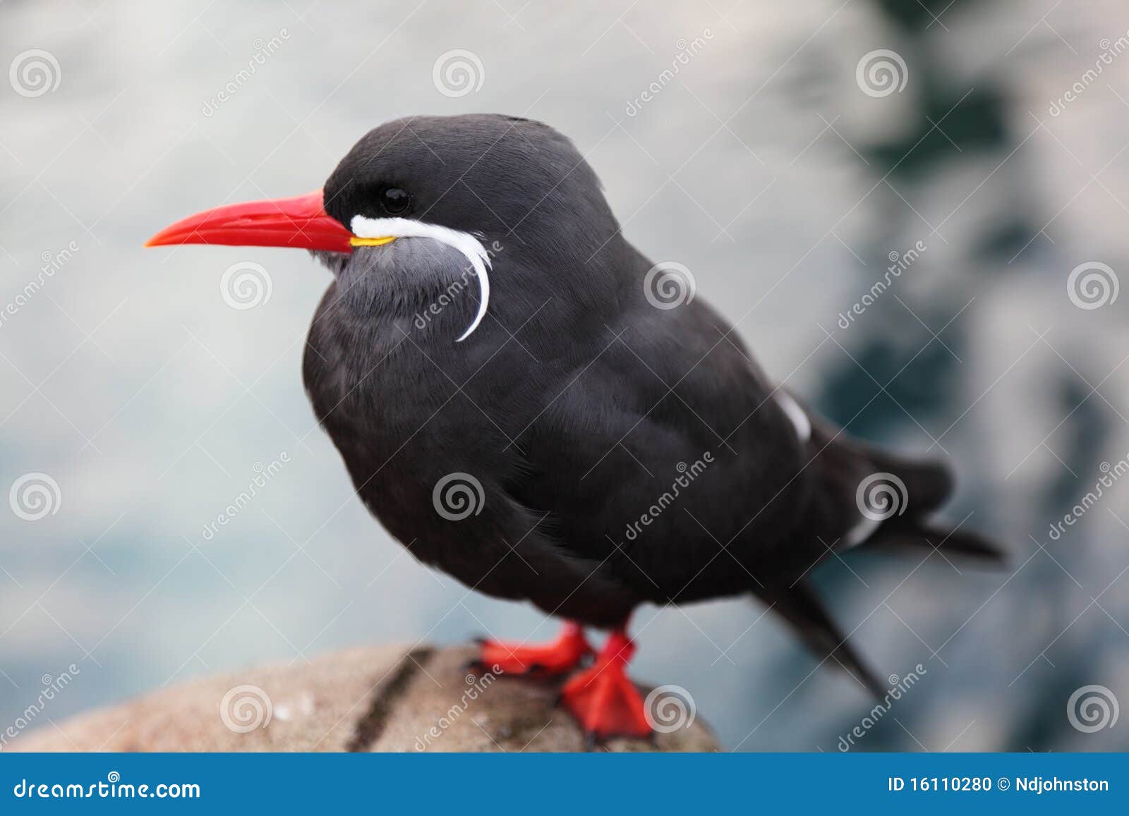 Inca Tern stock photo. Image of animal, white, tern, sideways - 16110280