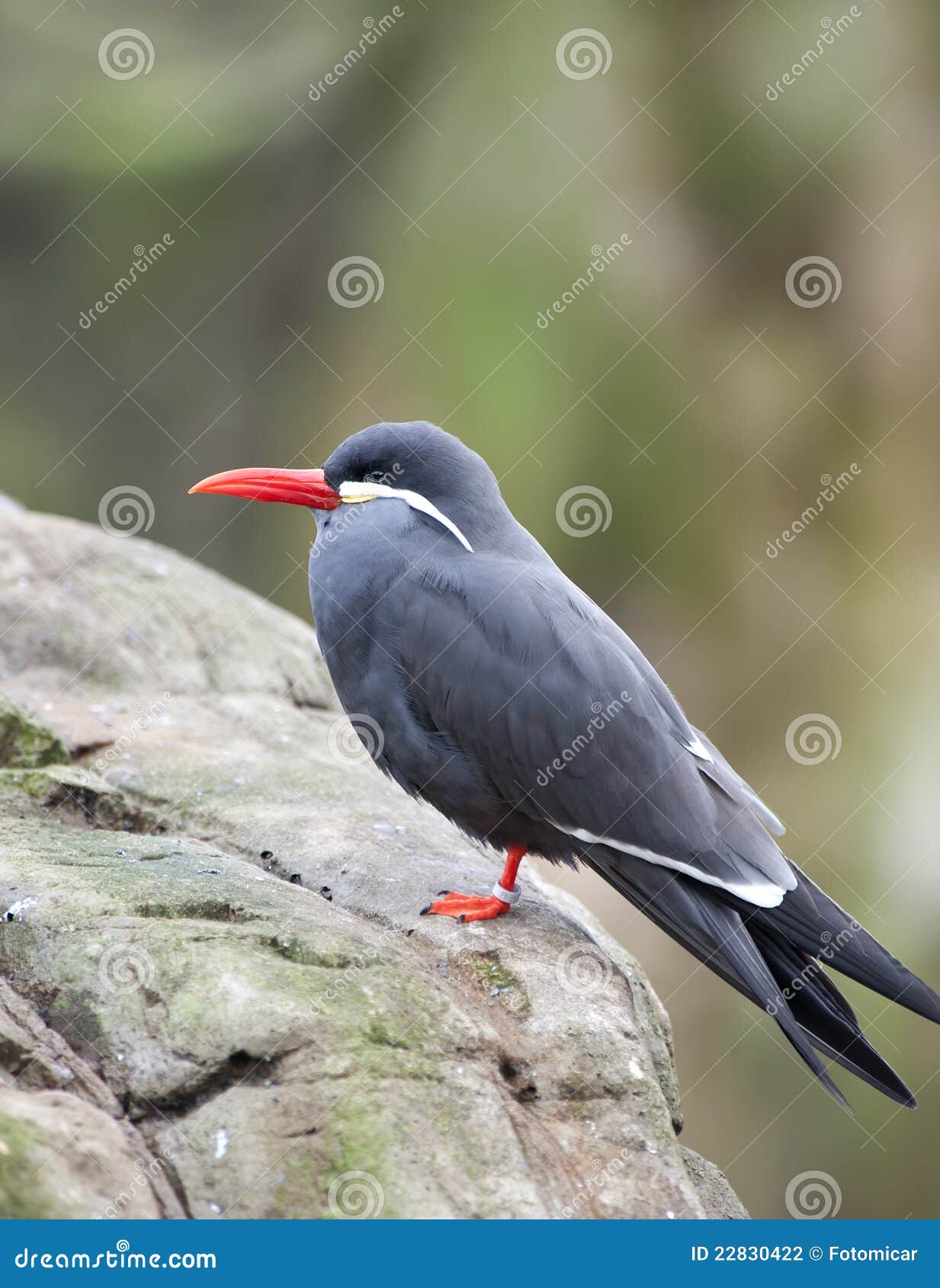 Inca Tern stock photo. Image of seabird, fowl, exotic - 22830422