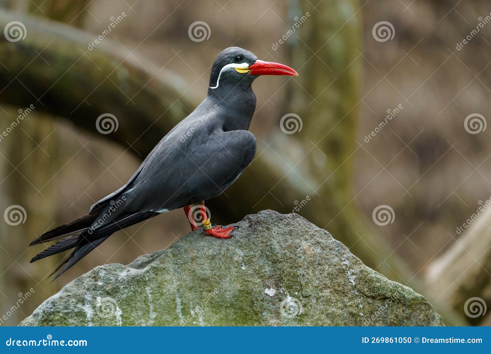 Inca tern stock photo. Image of fauna, forest, flight - 269861050
