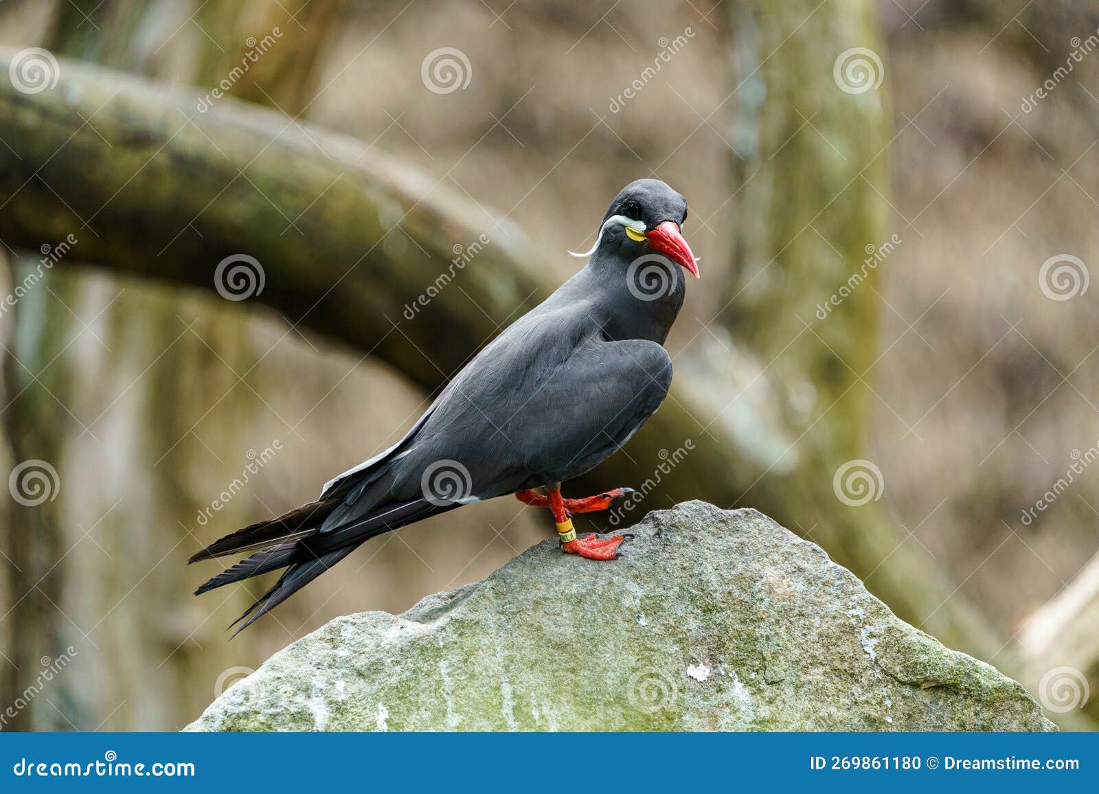 Inca tern stock photo. Image of blue, little, branch - 269861180