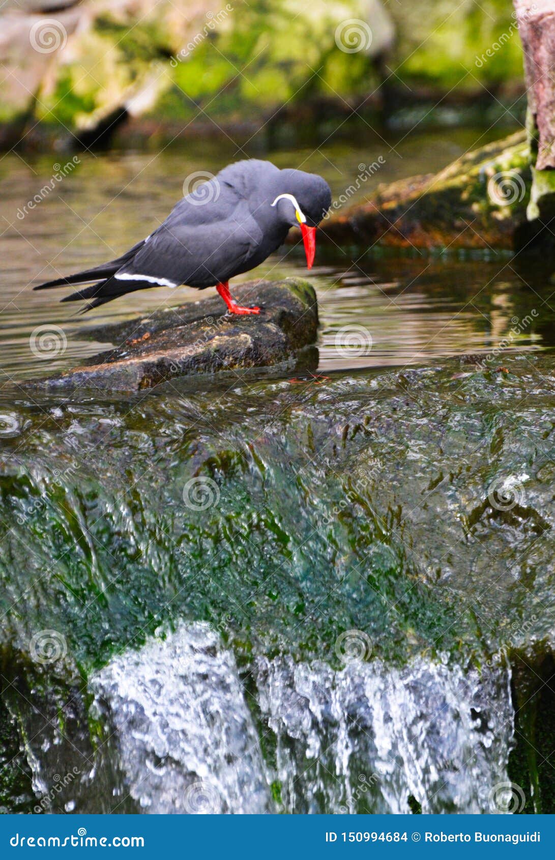 An Inca Tern ,bird, on a Rock Above the Waterfall Stock Photo - Image ...